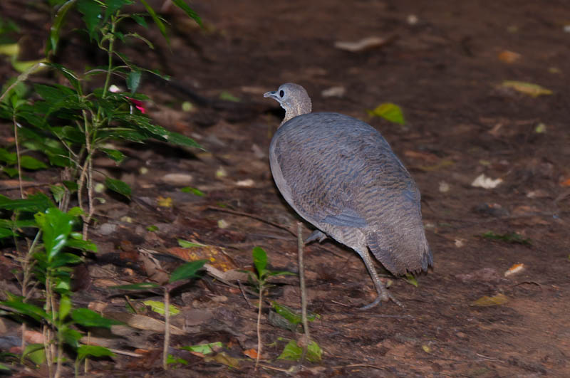 Foto macuco (Tinamus solitarius) Por Thiago Fenolio | Wiki Aves - A ...
