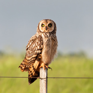 Strigiformes | WikiAves - A Enciclopédia das Aves do Brasil