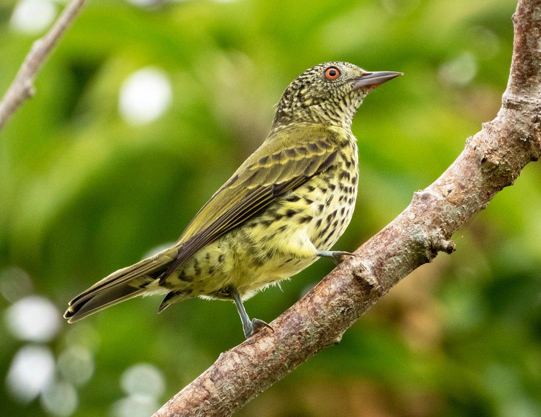 Foto araponga-do-horto (Oxyruncus cristatus) Por Edgar Fernandez | Wiki ...
