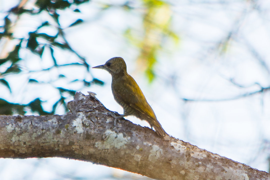 Foto pica-pau-pequeno (Veniliornis passerinus) Por Andreza Mancuso ...
