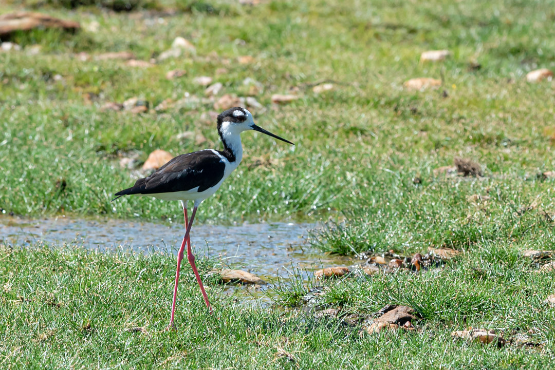 Foto pernilongo-de-costas-negras (Himantopus mexicanus) Por Magno ...