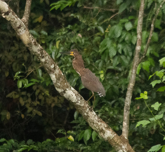 Foto socó-boi (Tigrisoma lineatum) Por Marllus Rafael Almeida | Wiki ...