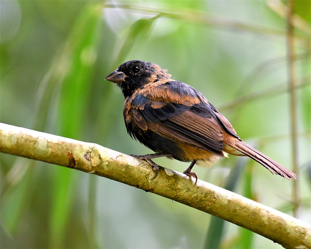 Foto negrinho-do-mato (Amaurospiza moesta) Por Eliane Zaltman | Wiki ...