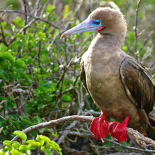 Foto atobá-de-pé-vermelho (Sula sula) Por Cassiano Zaparoli (ZAPA ...