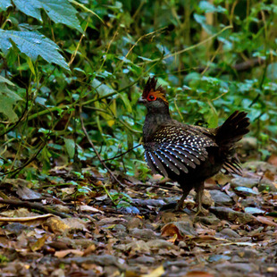 uru (Odontophorus capueira) | WikiAves - A Enciclopédia das Aves do Brasil