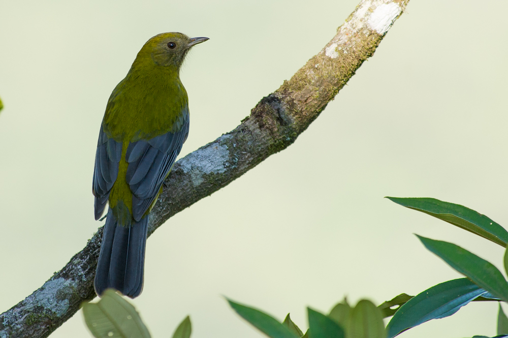 Foto saudade-de-asa-cinza (Lipaugus conditus) Por Joao Quental | Wiki ...