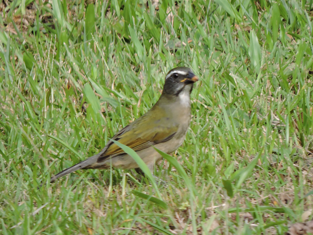 Foto trinca-ferro (Saltator similis) Por Júlia W. Lima | Wiki Aves - A ...