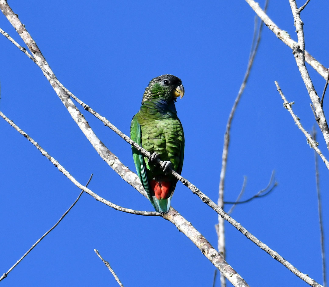 Foto maitaca-verde (Pionus maximiliani) Por Eliane Zaltman | Wiki Aves ...