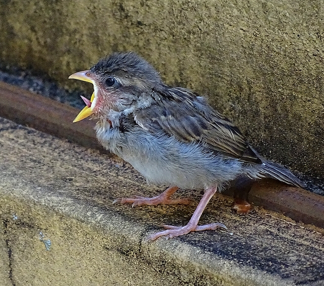 pardal (Passer domesticus) | WikiAves - A Enciclopédia das Aves do Brasil