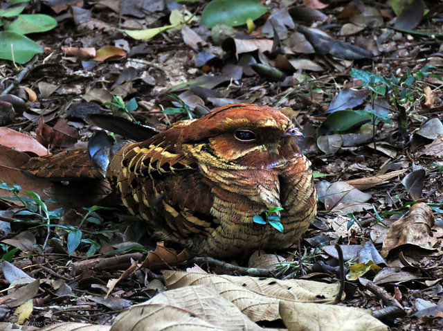 Foto bacurau (Nyctidromus albicollis) Por Caroline Camargo | Wiki Aves ...