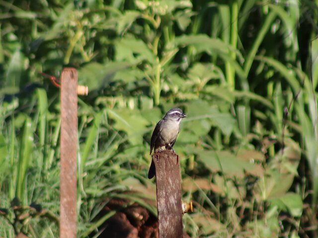 Foto trinca-ferro (Saltator similis) Por Ana Paula Spohr | Wiki Aves ...