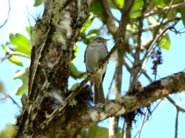Foto tuque (Elaenia mesoleuca) Por Constantino Melo | Wiki Aves - A ...