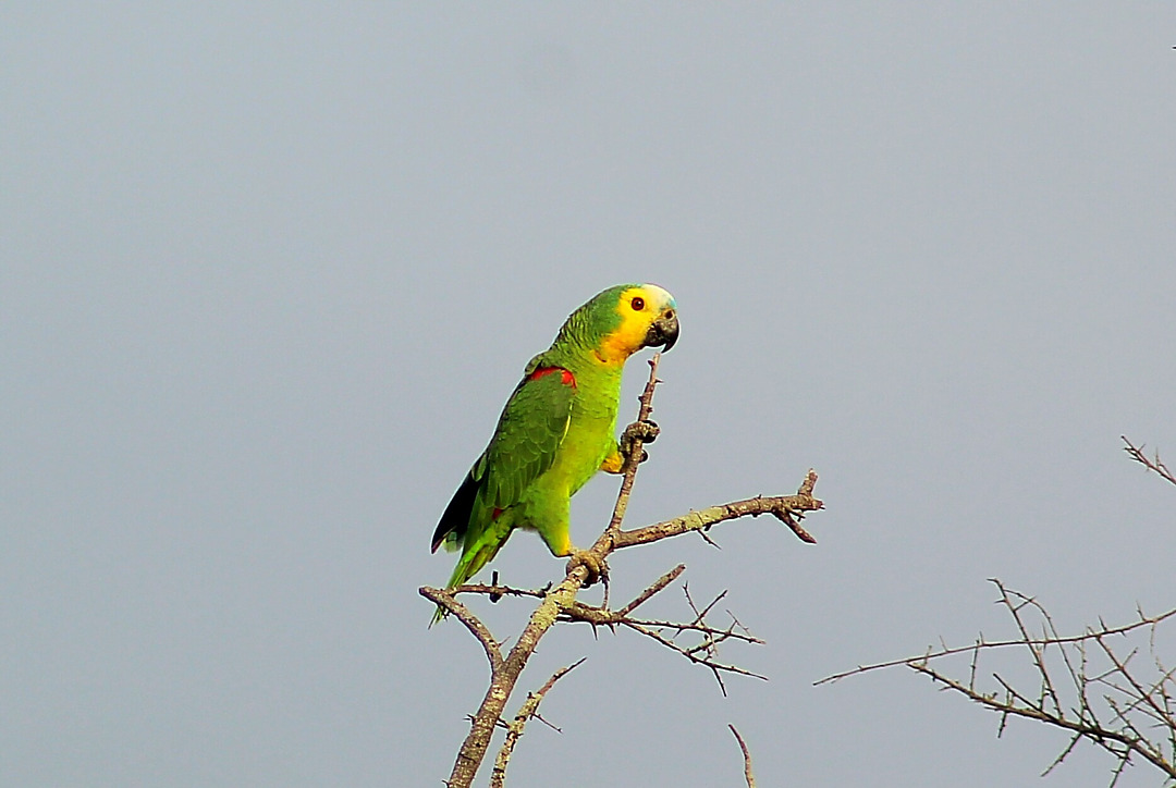 Foto papagaio-verdadeiro (Amazona aestiva) Por Moises Oliveira | Wiki ...