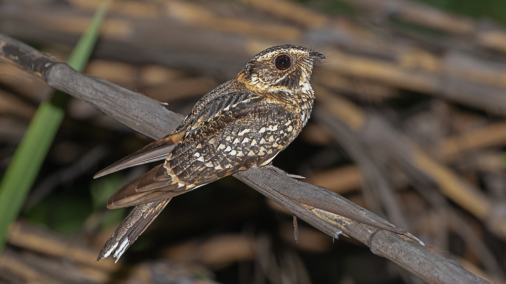 Foto bacurau-de-rabo-maculado (Hydropsalis maculicaudus) Por Carlito ...