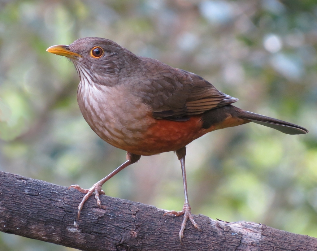 Foto sabiá-laranjeira (Turdus rufiventris) Por Sergio Motta | Wiki Aves ...