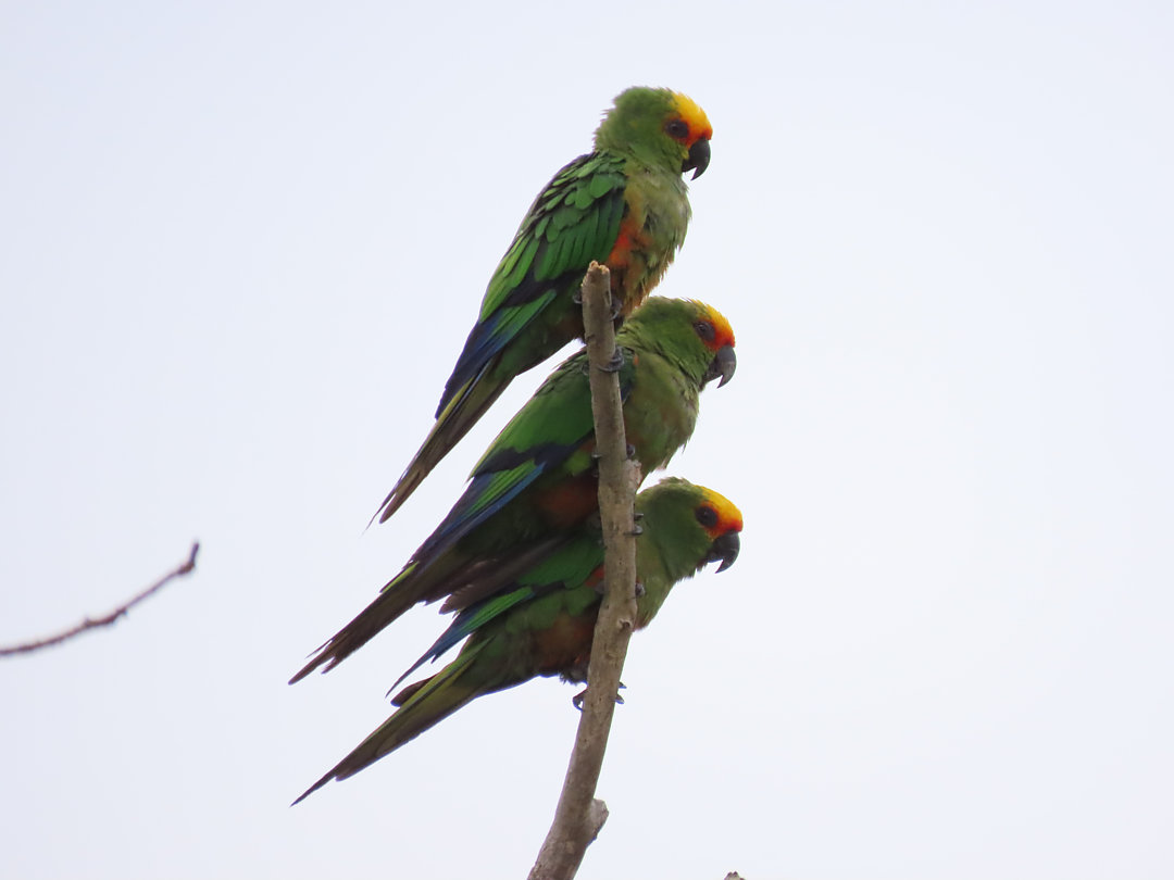 Foto jandaia-de-testa-vermelha (Aratinga auricapillus) Por Paula Ramos ...