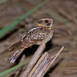 bacurau-de-rabo-maculado (Hydropsalis maculicaudus) | WikiAves - A ...