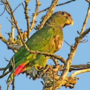 maitaca-verde (Pionus maximiliani) | WikiAves - A Enciclopédia das Aves ...