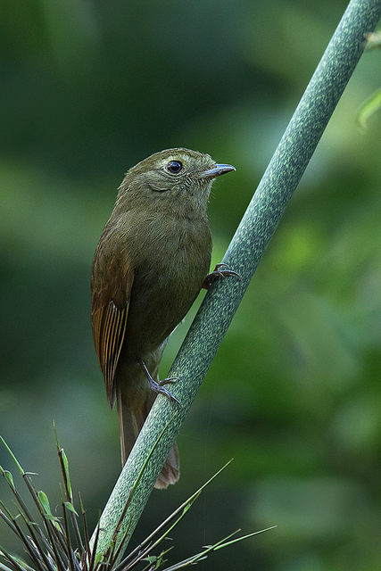 flautim (Schiffornis virescens) | WikiAves - A Enciclopédia das Aves do ...