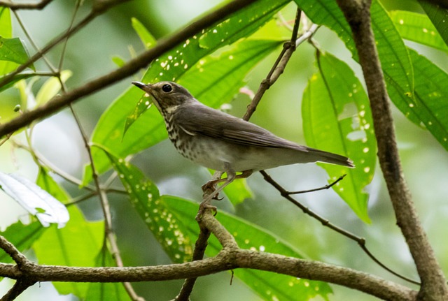 Foto sabiazinho-de-óculos (Catharus swainsoni) Por Adilson Marques ...