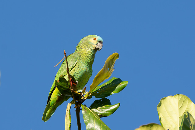 Foto papagaio-verdadeiro (Amazona aestiva) Por Nina Wenóli | Wiki Aves ...