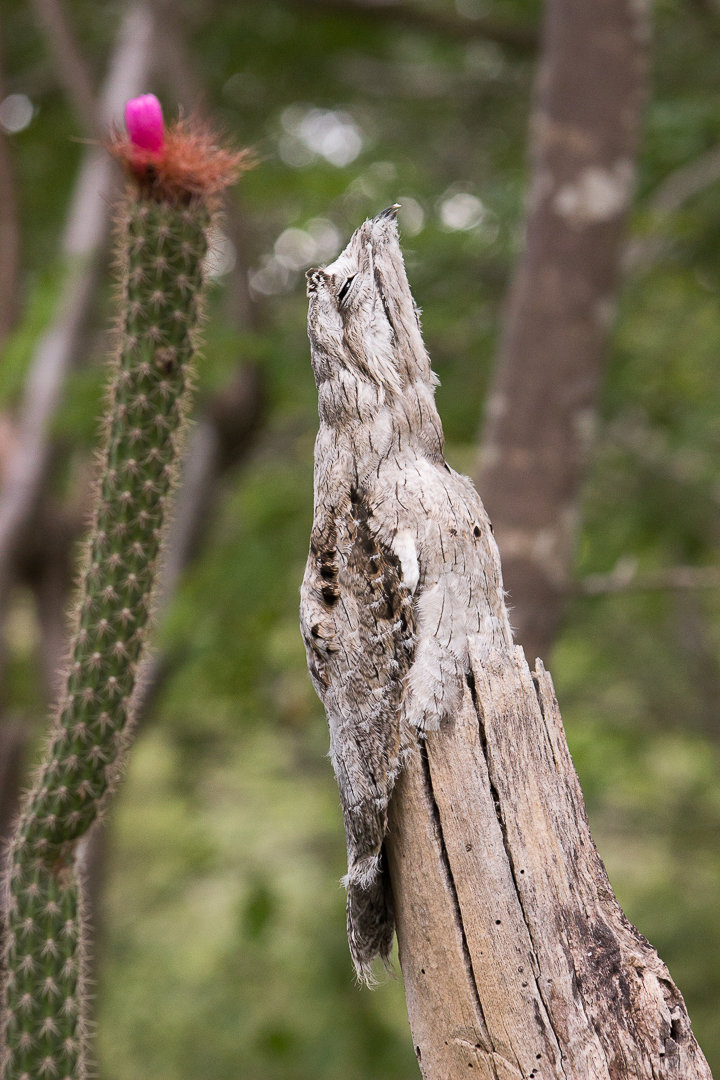 Foto urutau (Nyctibius griseus) Por Dito Santana | Wiki Aves - A ...