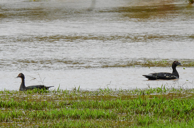 Foto pato-do-mato (Cairina moschata) Por Lawrence Rabelo De Almeida ...