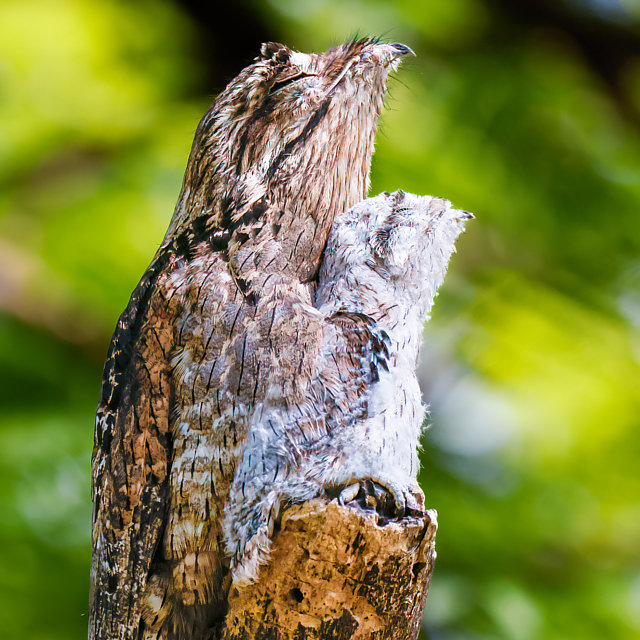 Foto urutau (Nyctibius griseus) Por Wilson Vieira Pr | Wiki Aves - A ...