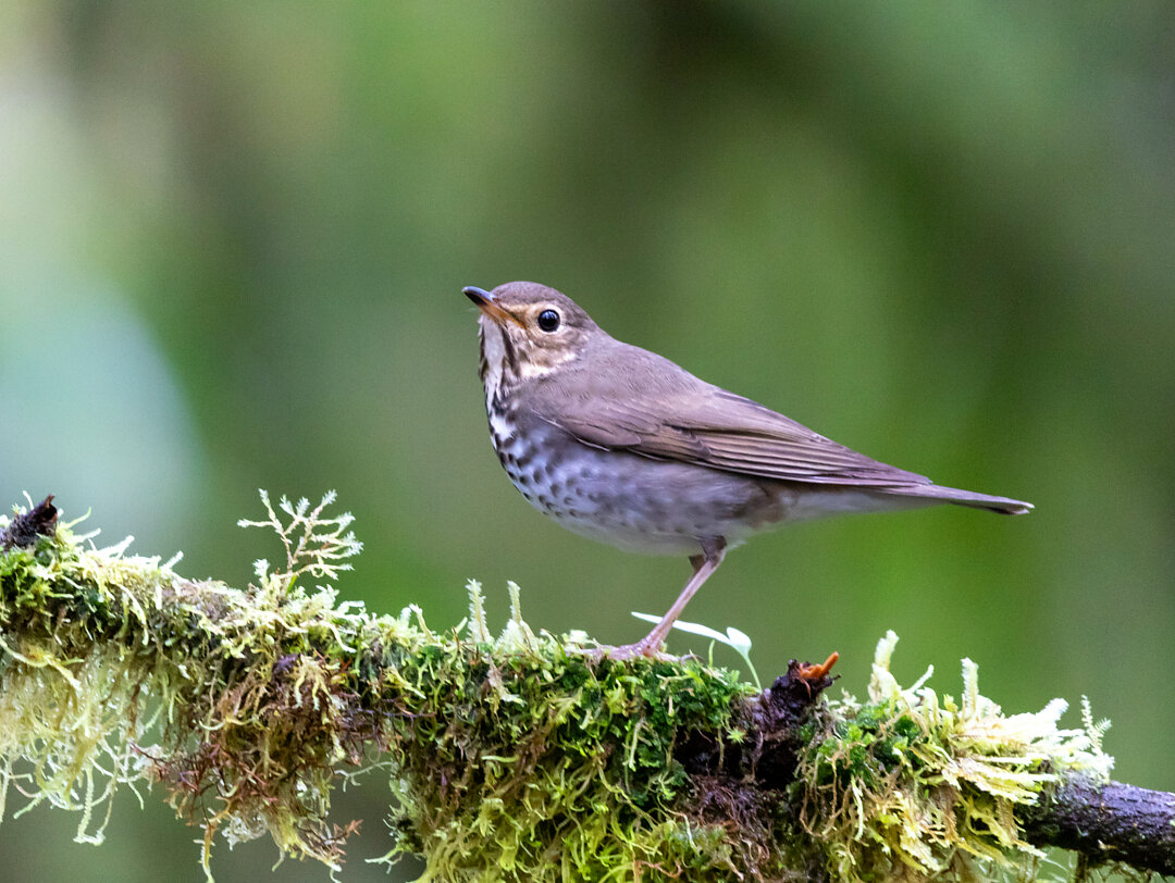 Foto sabiazinho-de-óculos (Catharus swainsoni) Por SilviaNishida | Wiki ...