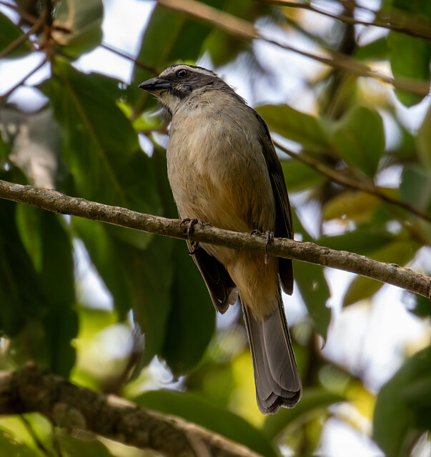 Foto trinca-ferro (Saltator similis) Por Thiago F. Martins | Wiki Aves ...