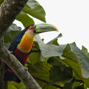 tucano-de-bico-verde (Ramphastos dicolorus) | WikiAves - A Enciclopédia ...