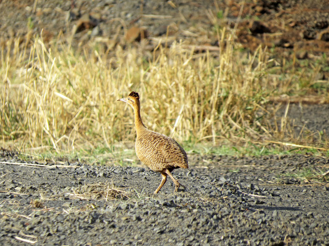 Foto perdiz (Rhynchotus rufescens) Por Eduardo L. Cabral | Wiki Aves ...