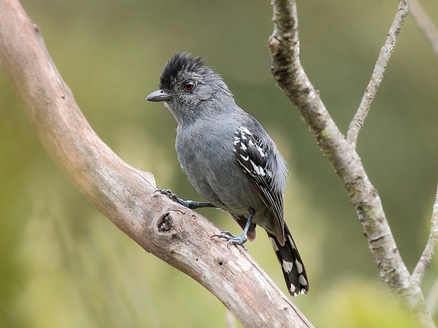 choca-da-mata (Thamnophilus caerulescens) | WikiAves - A Enciclopédia ...