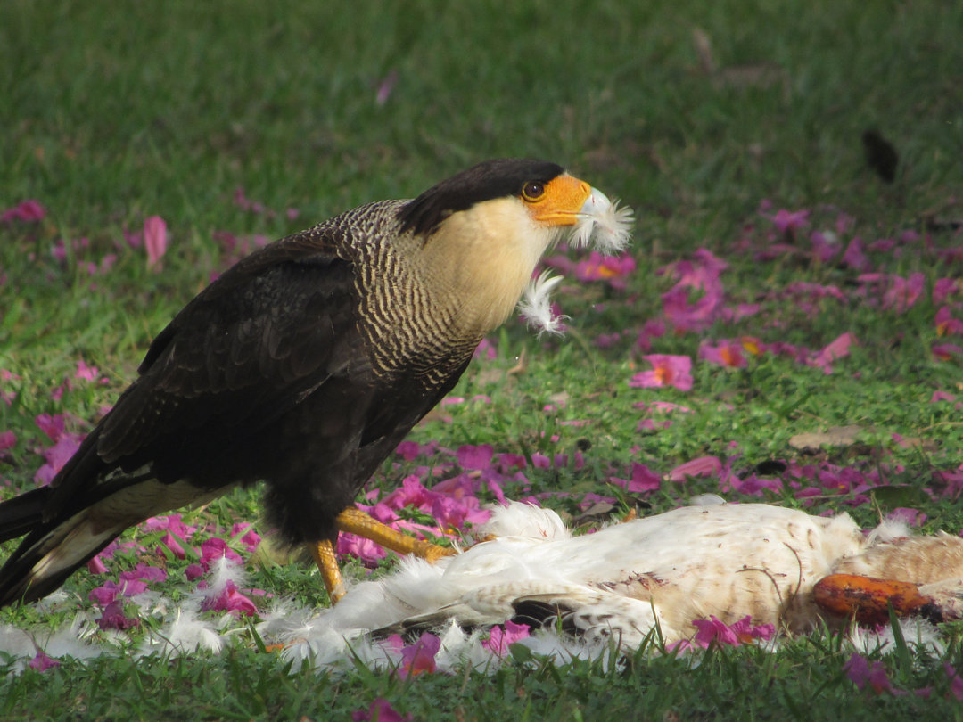 Foto carcará (Caracara plancus) Por Antonio Sturion Junior | Wiki Aves ...