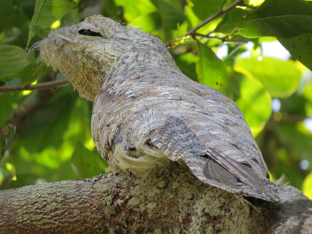 Foto urutau-grande (Nyctibius grandis) Por Manoel Pinheiro Cena Neto ...