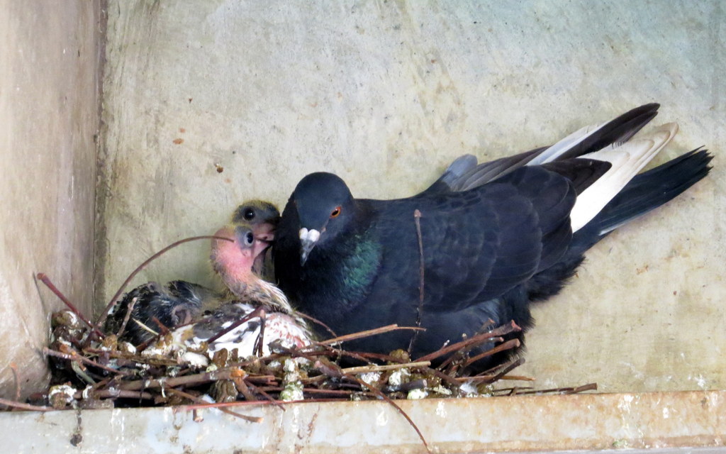 Foto pombo-doméstico (Columba livia) Por Izabella Pena | Wiki Aves - A ...
