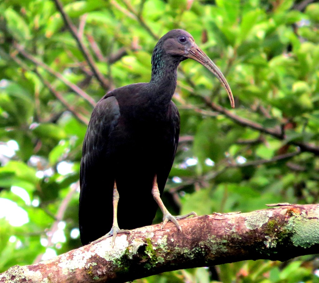 Foto coró-coró (Mesembrinibis cayennensis) Por André Mendonça | Wiki ...