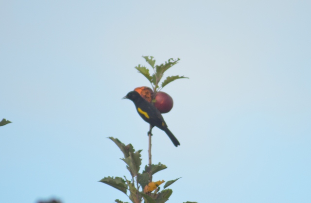 Foto tecelão (Cacicus chrysopterus) Por Francisco Hamada | Wiki Aves ...