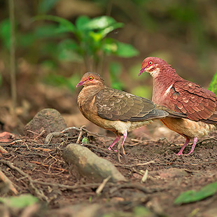 Columbiformes | WikiAves - A Enciclopédia das Aves do Brasil