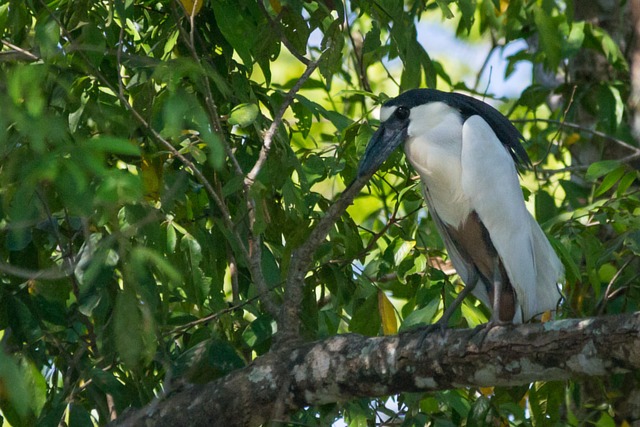 Foto arapapá (Cochlearius cochlearius) Por Anderson Warkentin | Wiki ...