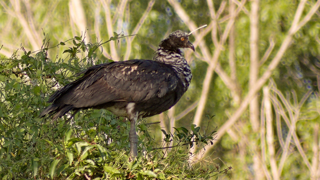 Foto anhuma (Anhima cornuta) Por Nelson Teixeira | Wiki Aves - A ...