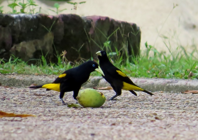 Foto xexéu (Cacicus cela) Por Priscilla Diniz | Wiki Aves - A ...