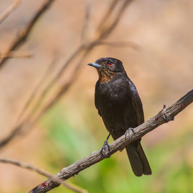 Foto maria-preta-de-garganta-vermelha (Knipolegus nigerrimus) Por ...
