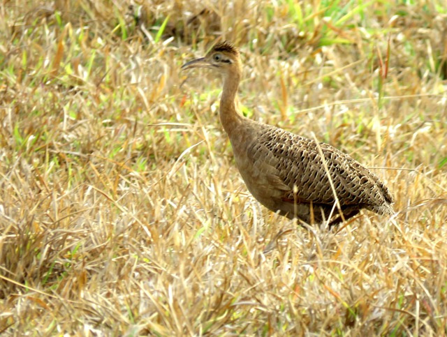 Foto perdiz (Rhynchotus rufescens) Por Ivo Zecchin | Wiki Aves - A ...