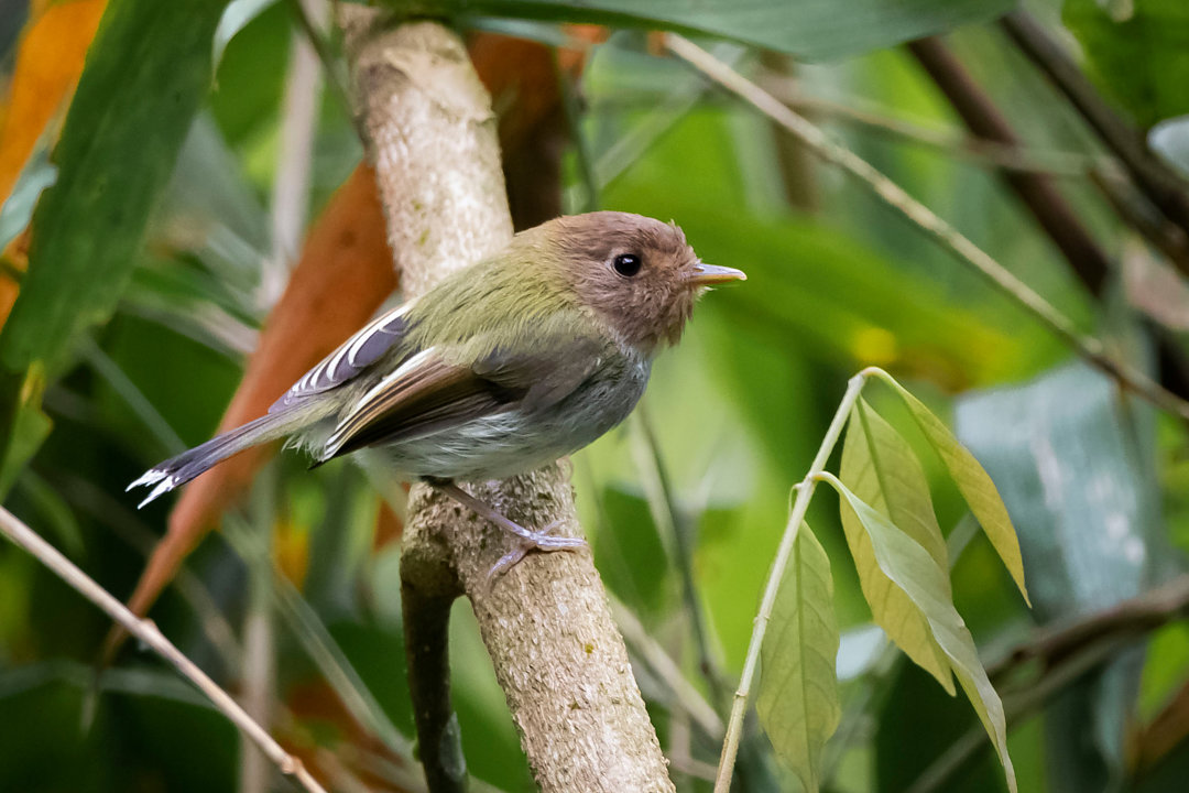 Foto papa-moscas-estrela (Hemitriccus furcatus) Por Celmo Coutinho ...