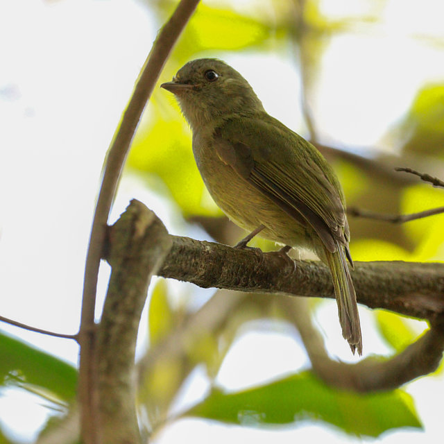 Foto fruxu (Neopelma chrysolophum) Por Luiz Moura | Wiki Aves - A ...