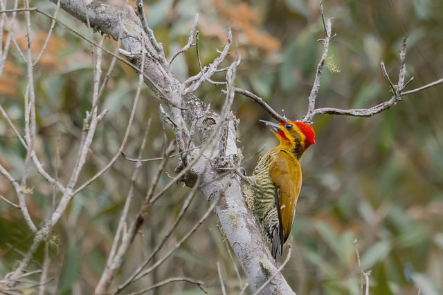 Foto pica-pau-dourado (Piculus aurulentus) Por Gabriel Bonfa | Wiki ...