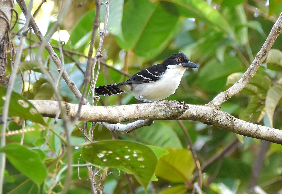 Foto choró-boi (Taraba major) Por Ricardo O. De Oliveira | Wiki Aves ...