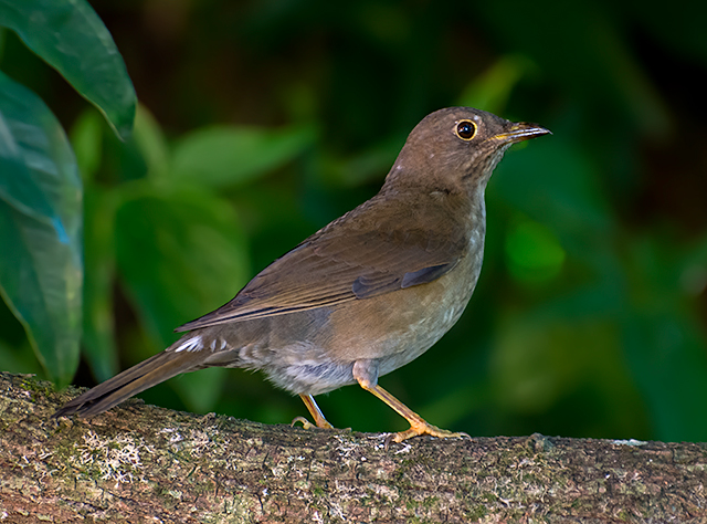 sabiá-una (Turdus flavipes) | WikiAves - A Enciclopédia das Aves do Brasil