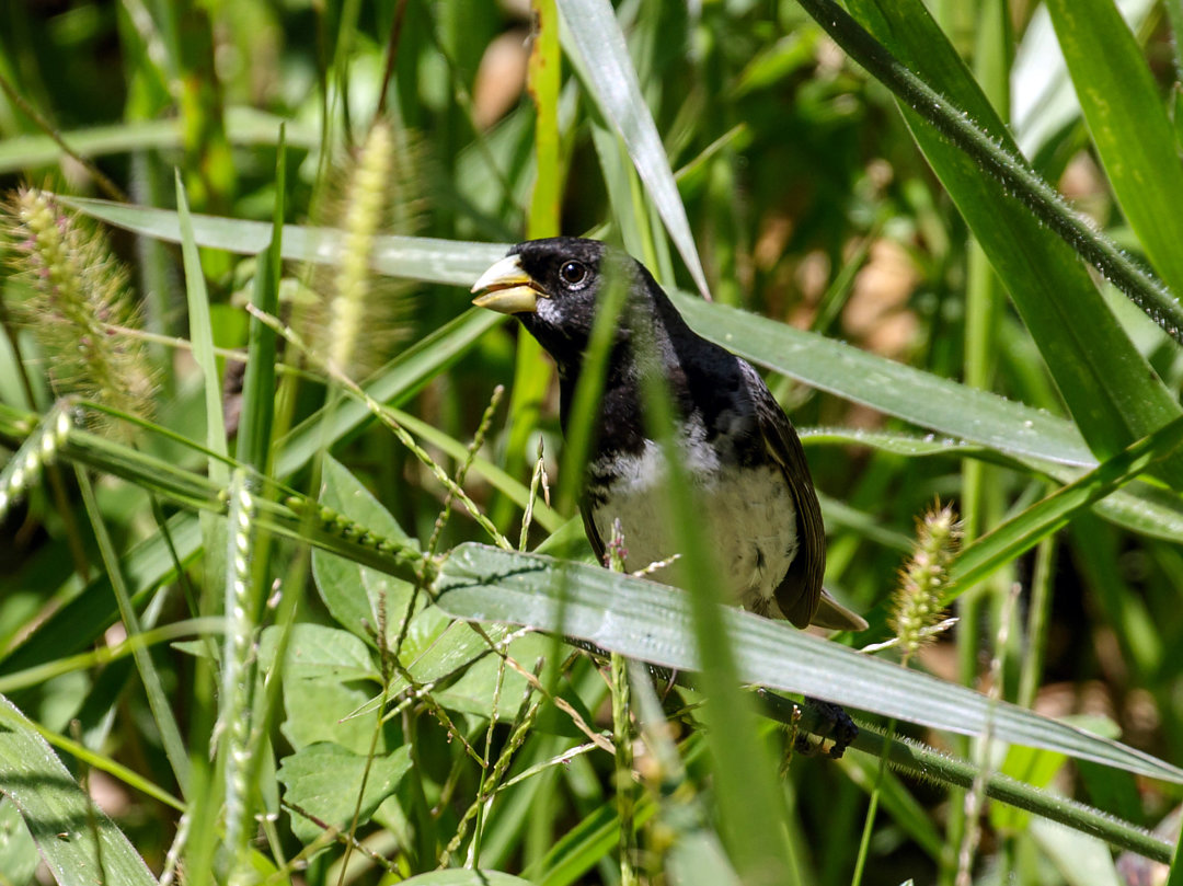 Foto papa-capim-de-costas-cinza (Sporophila ardesiaca) Por Richard ...